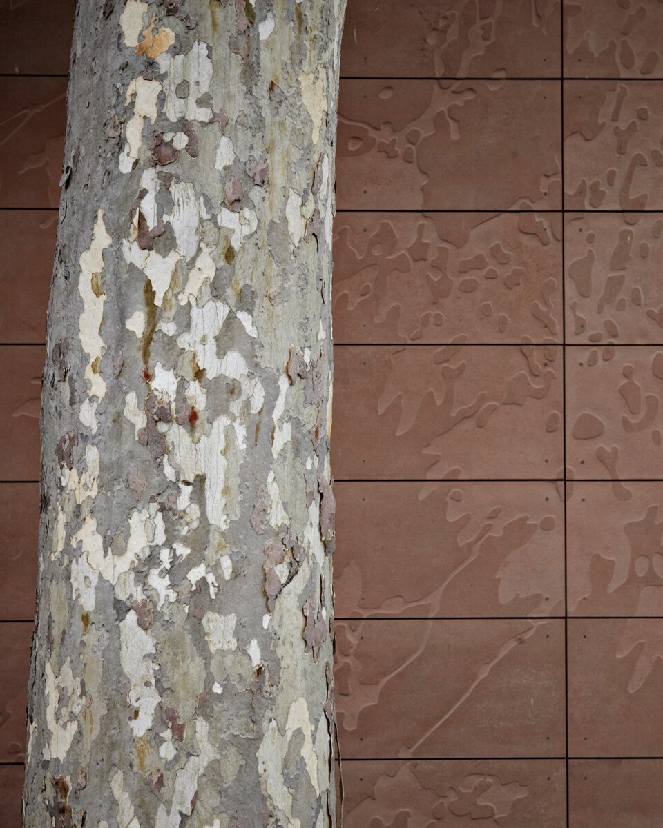 Sycamore House - KOVAC